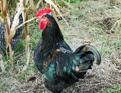 Australorp Cockerel