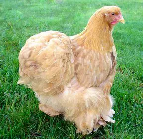 Cochin chicken - Alchetron, The Free Social Encyclopedia